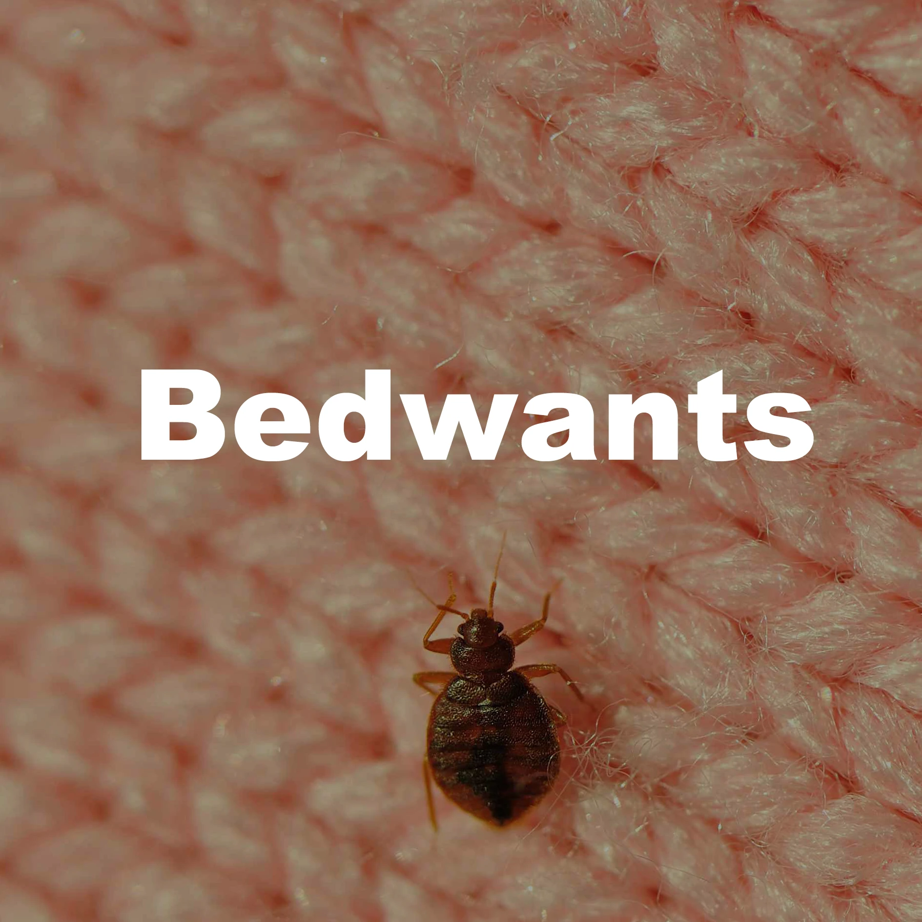 Bedwantsen - Eversor