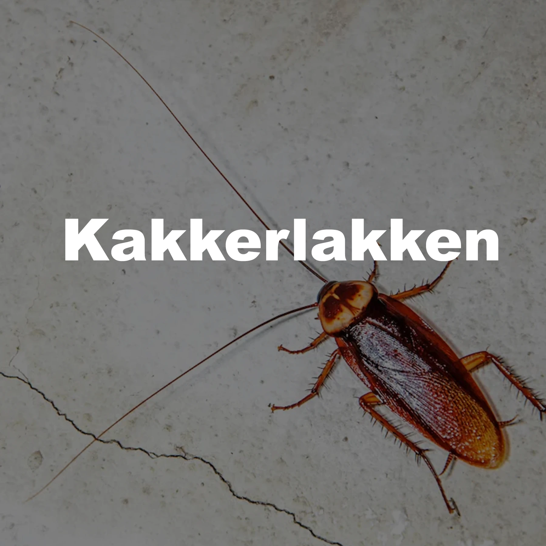 Kakkerlakken - Eversor