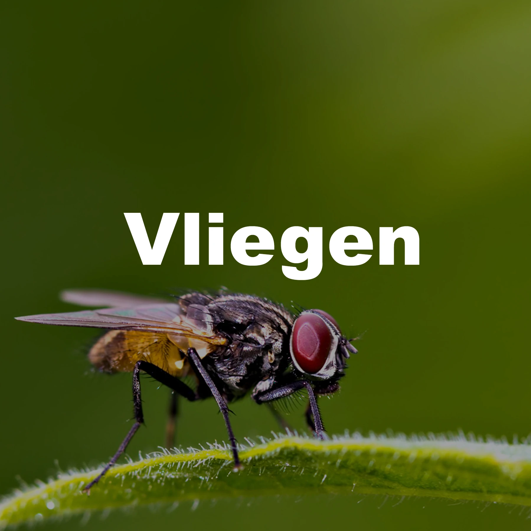 Vliegen - Eversor